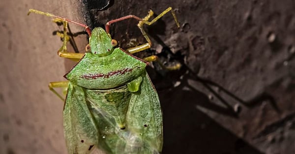 15 choses à savoir sur la punaise diabolique qui a envahi Montréal