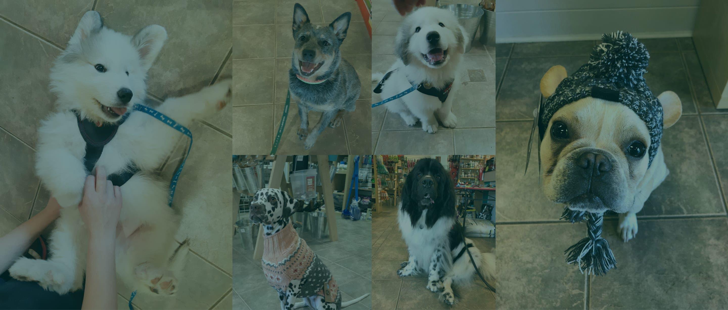 Boutique Döggo, pour chiens et chats