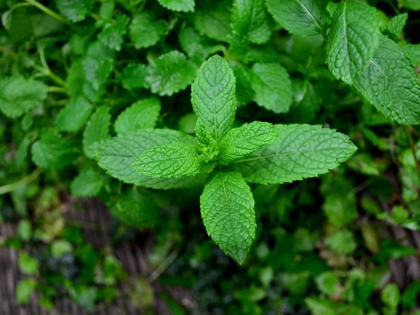 10 Raisons de Cultiver de la Menthe Chez Vous