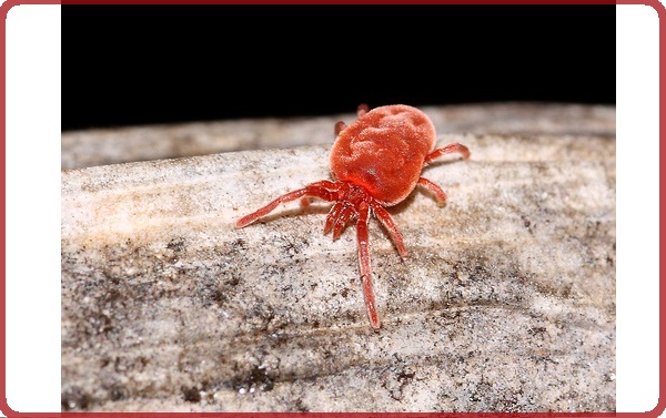 Comment Lutter contre les Araignées Rouges