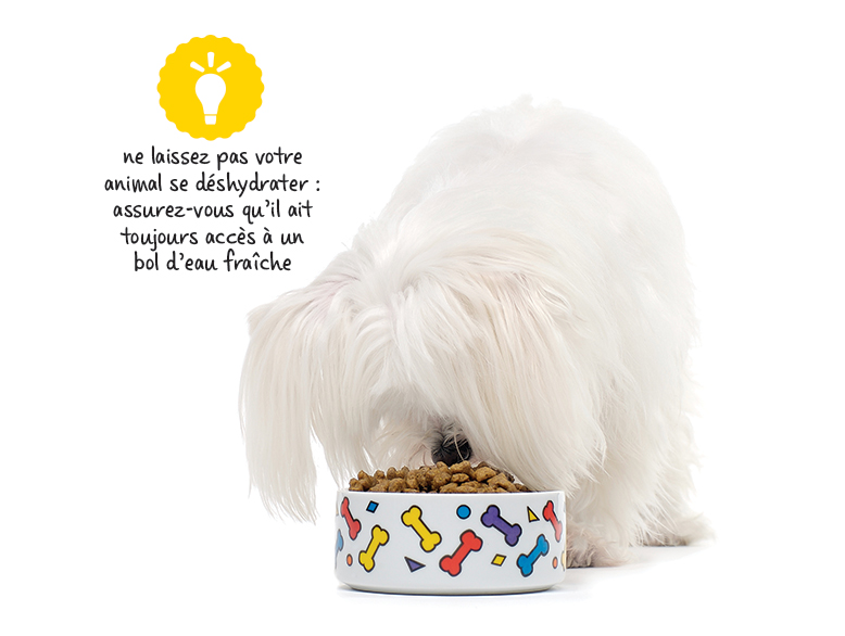Comment bien Nourrir votre Chien