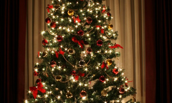 Comment Conserver la Fraîcheur de Votre Sapin de Noël?