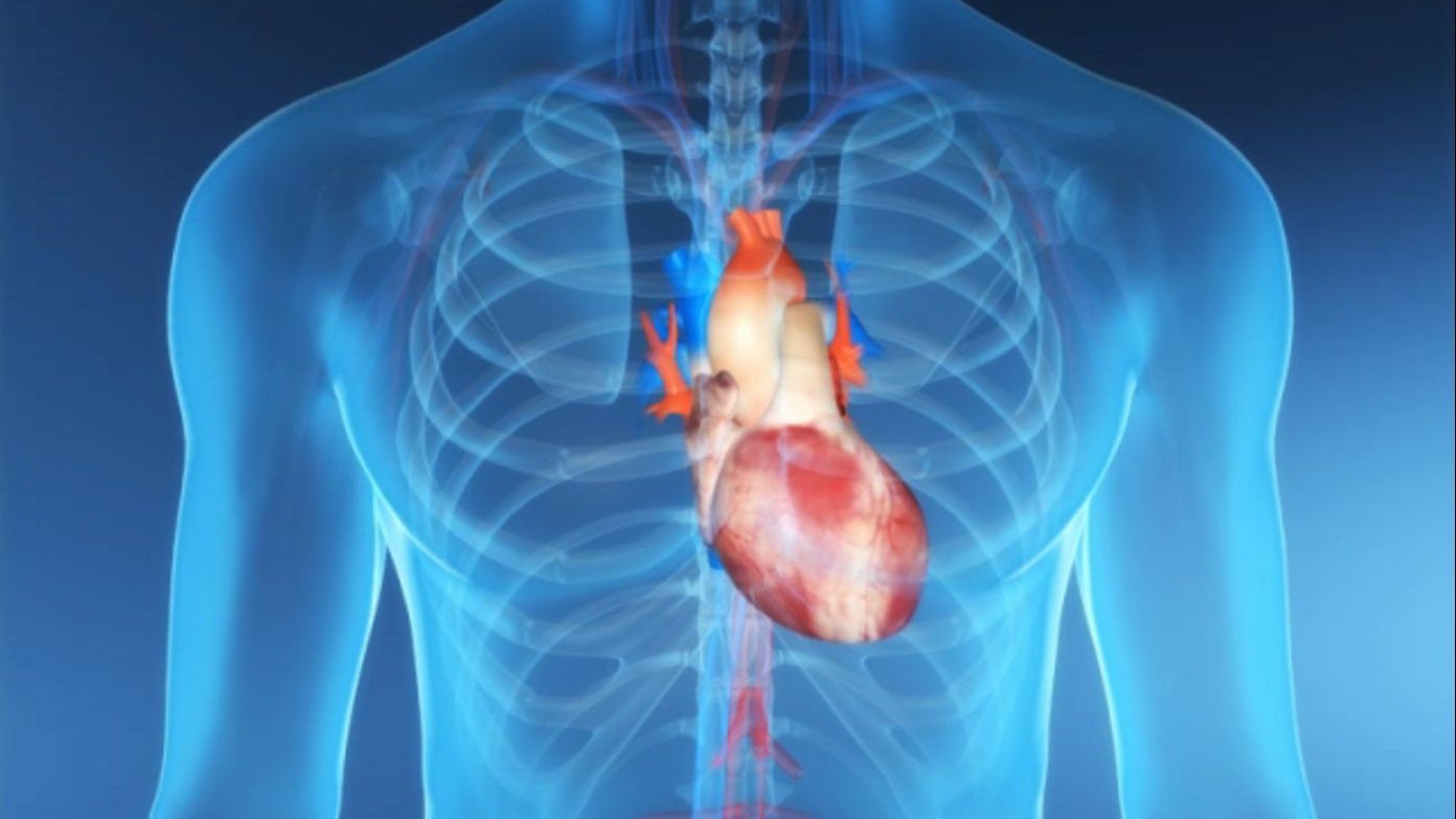 Comment Renforcer les Valves Cardiaques