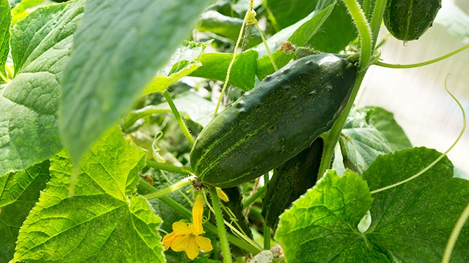 Concombre, Comment le Planter et le Cultiver?