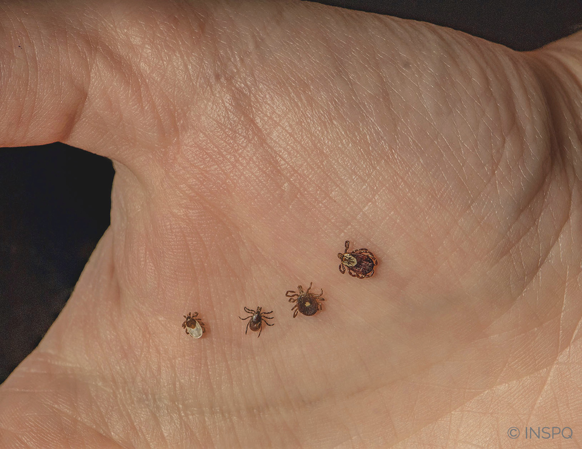 Guide D’identification des Tiques du Québec