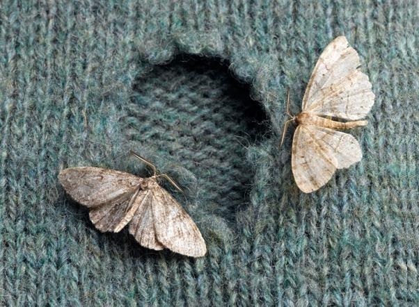 Truc Contre les Mites des Vêtements